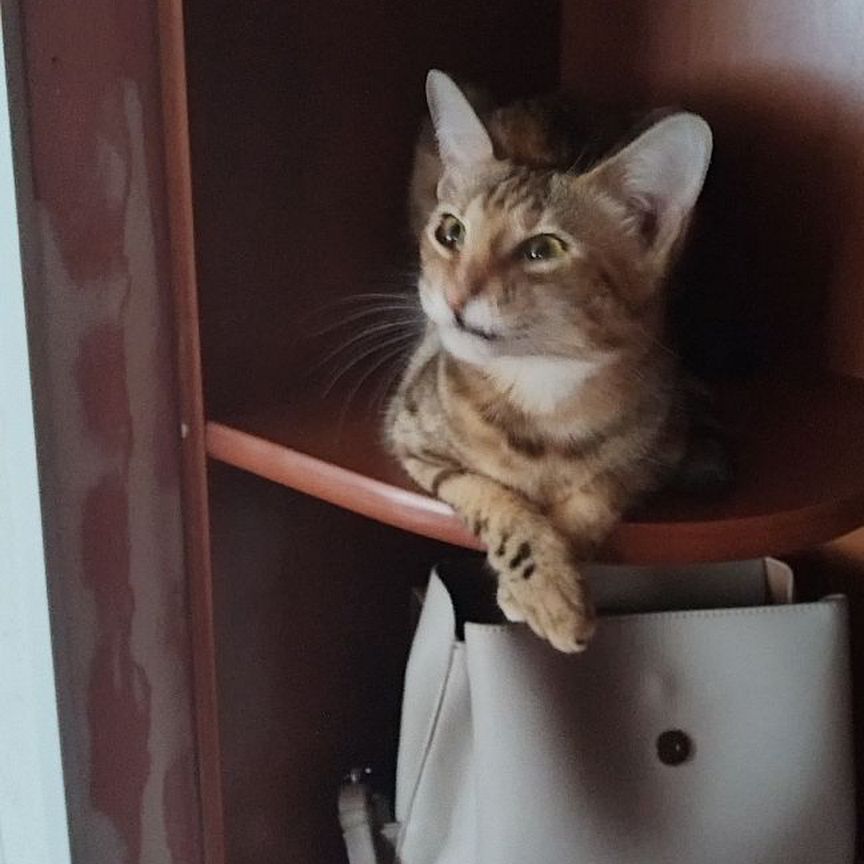 Бенгальская, взрослая кошка