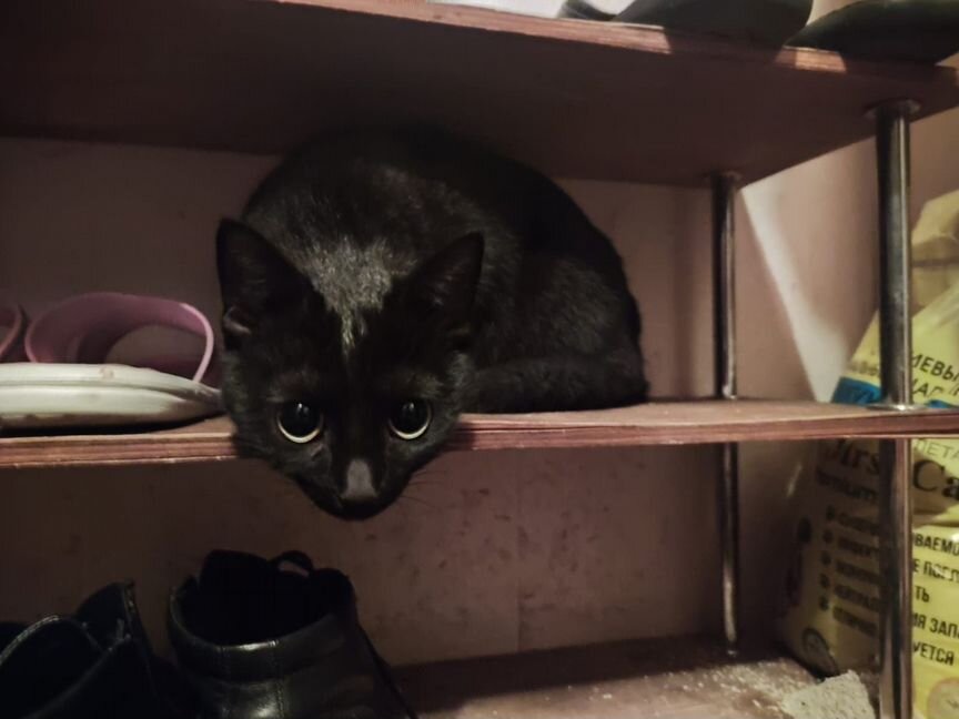 Чёрная кошка в добрые руки