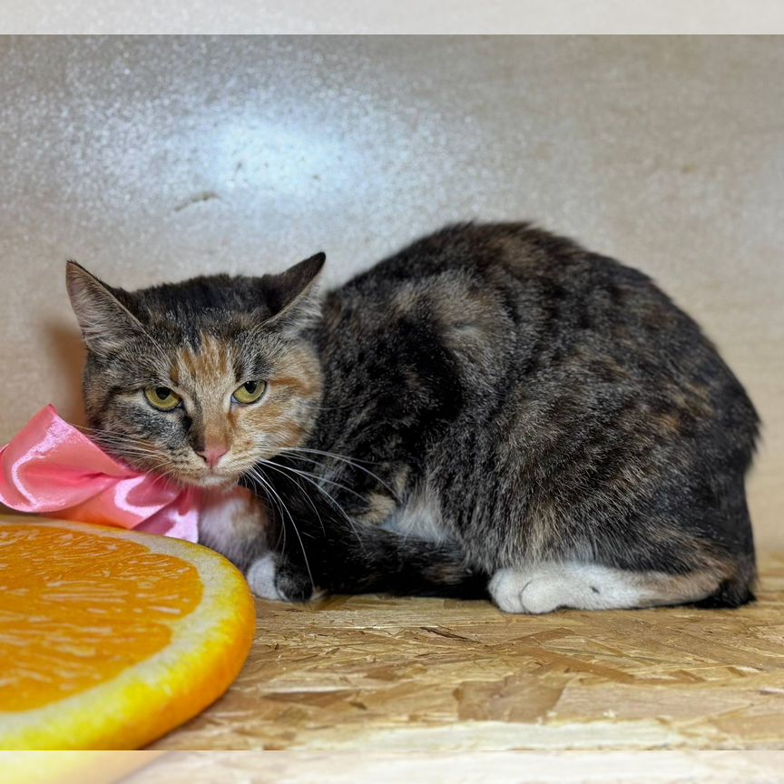 Взрослая, кошка в добрые руки