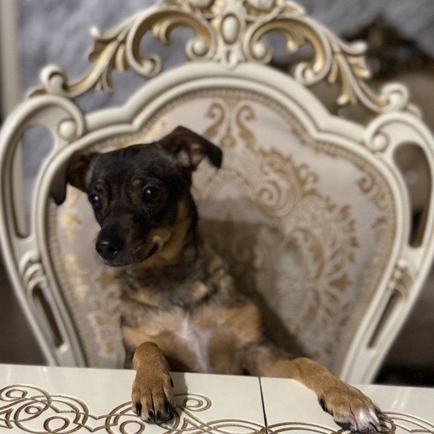 Русский той-терьер, взрослая собака