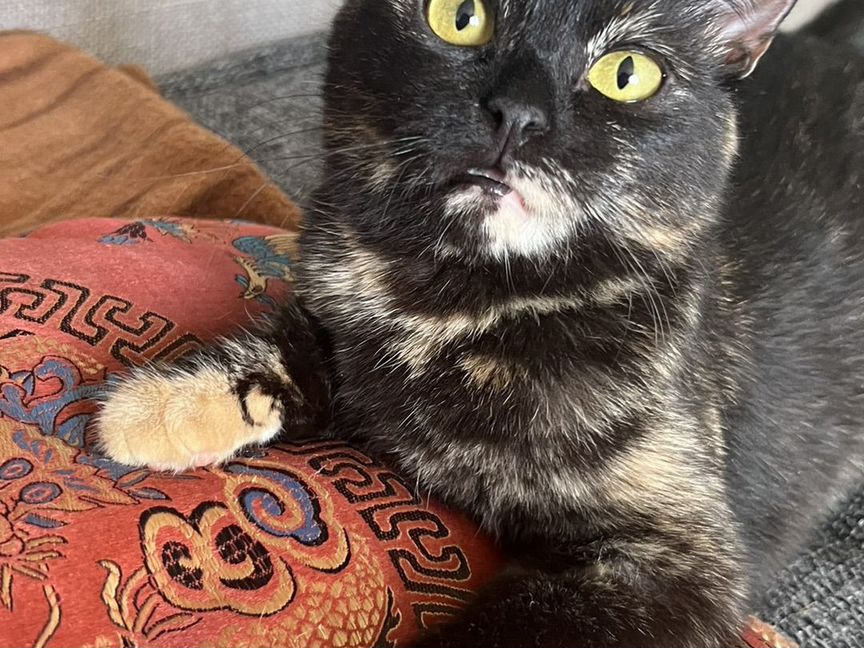 Кошка в дар бесплатно