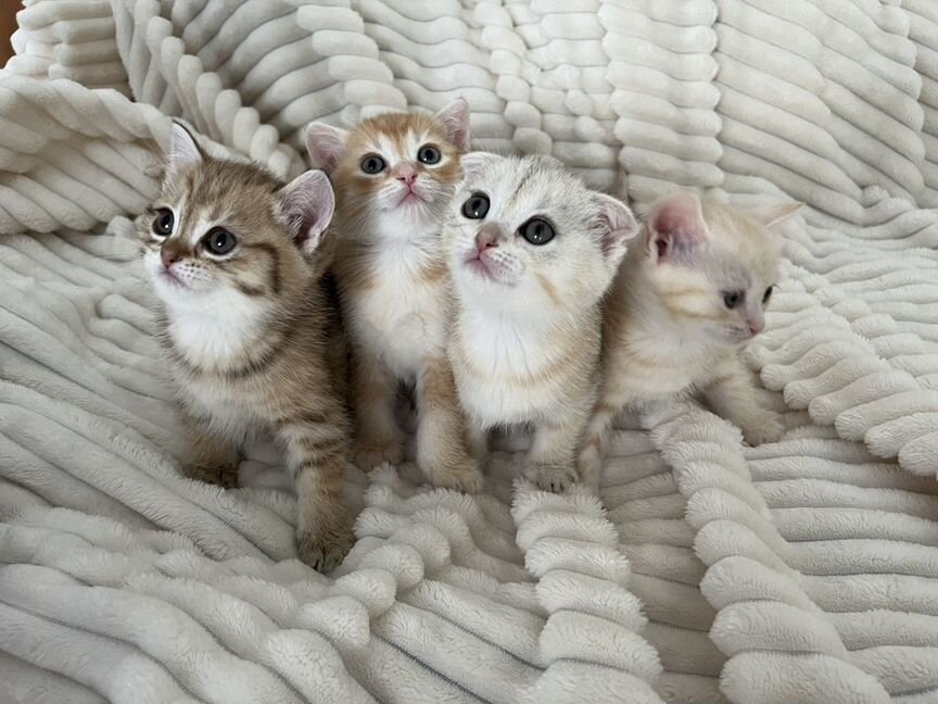 Шотландские котята