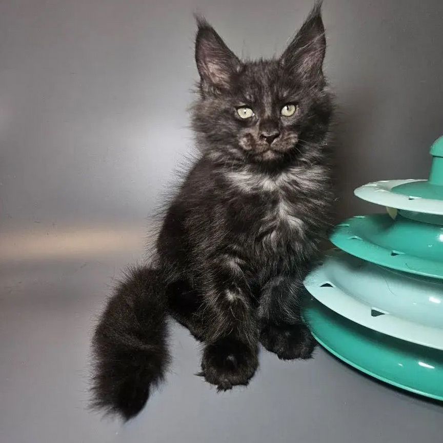 Мейн-кун котёнок