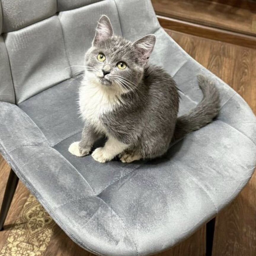 Взрослая кошка в добрые руки