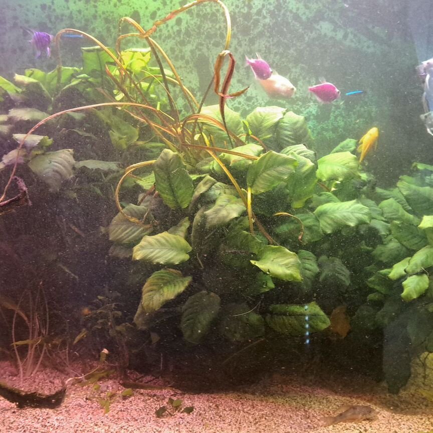 Растения для аквариума. Анубис