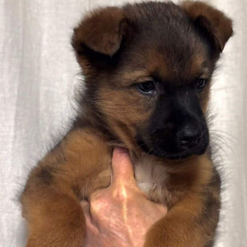 Маленькая Айна