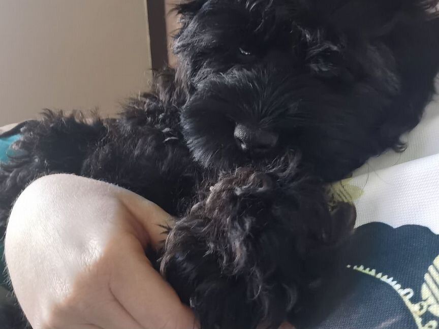 Мечта кокапу