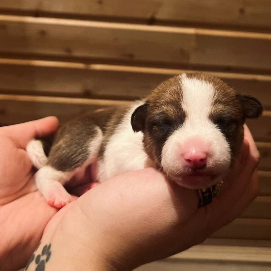 Щенки басенджи