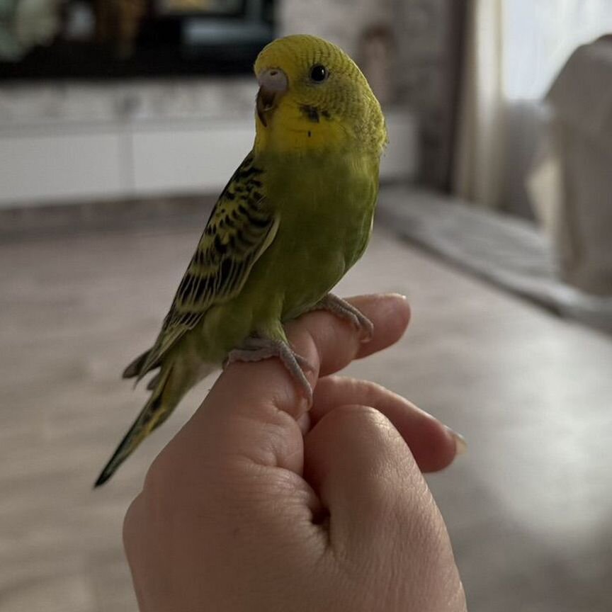 Волнистый попугай ручной