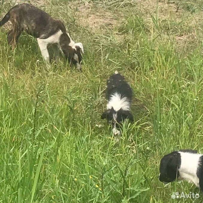 Щенки умирают от голода