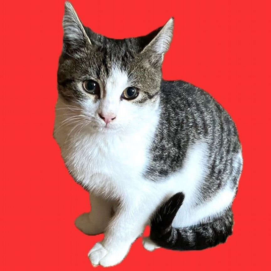 Котик Тайсон в добрые руки
