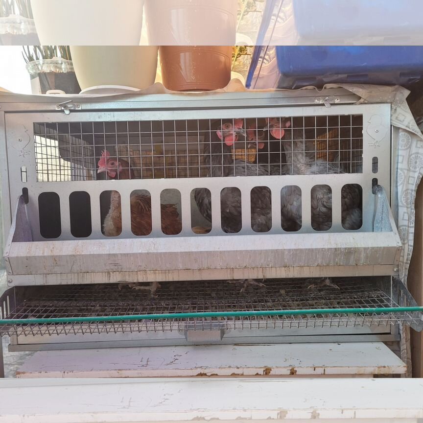 Курицы несушки доминант