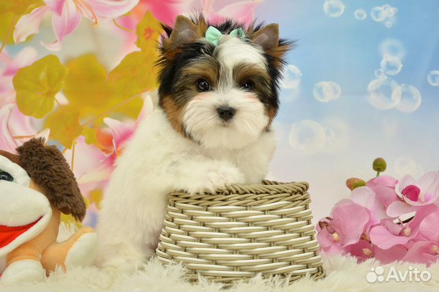 Очаровательный мальчик бивера