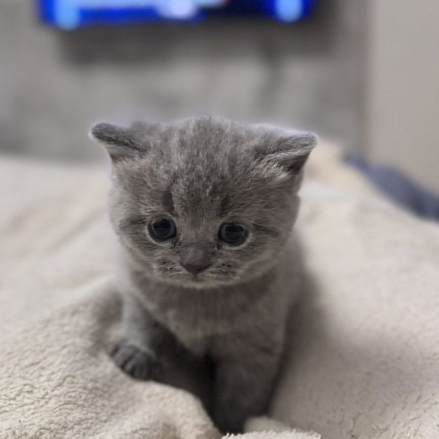 Шотландская прямоухая