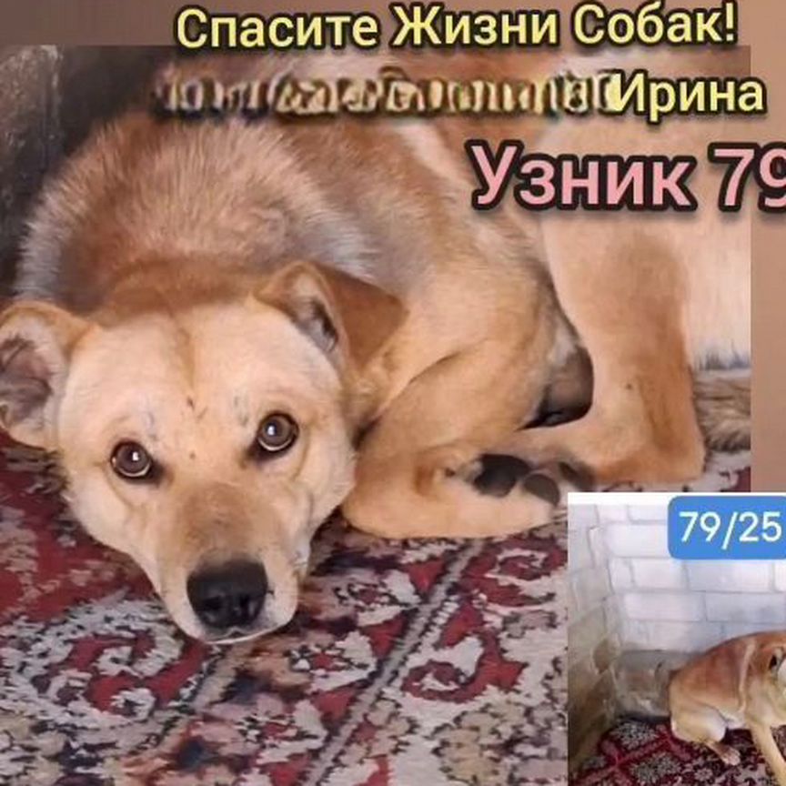 Собаки в усыпалке