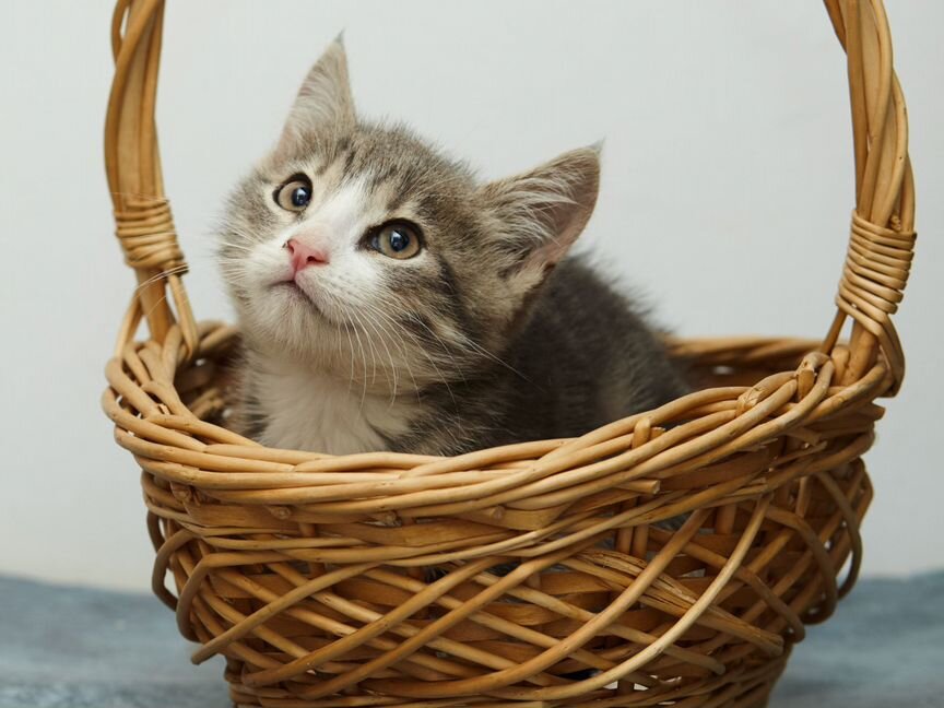 Котик 3 месяца Бенедикт