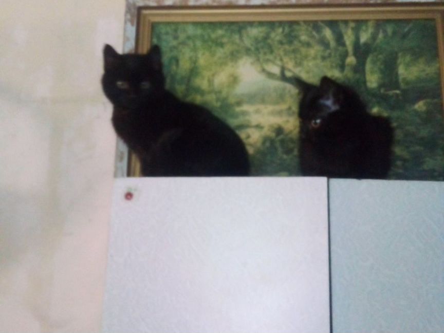 Котятя в добрые руки