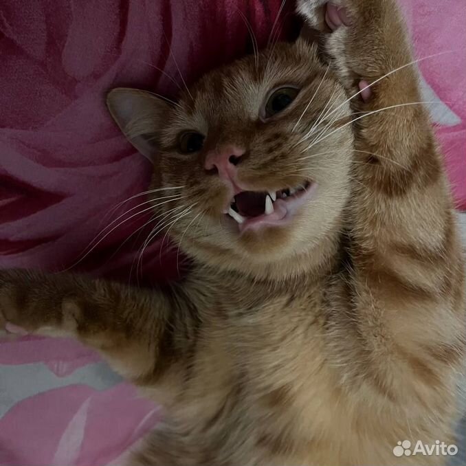 Ищу кошку для своего кота