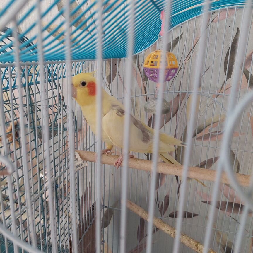 Попугай Корелла