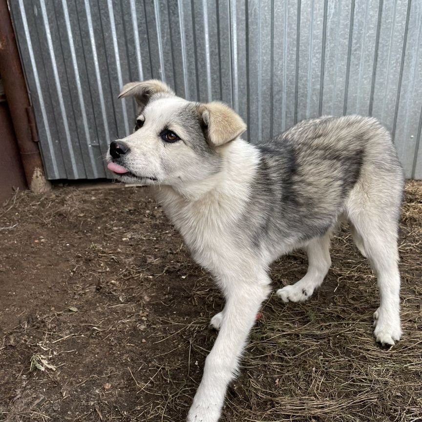 Отдам в доьрые руки щенят