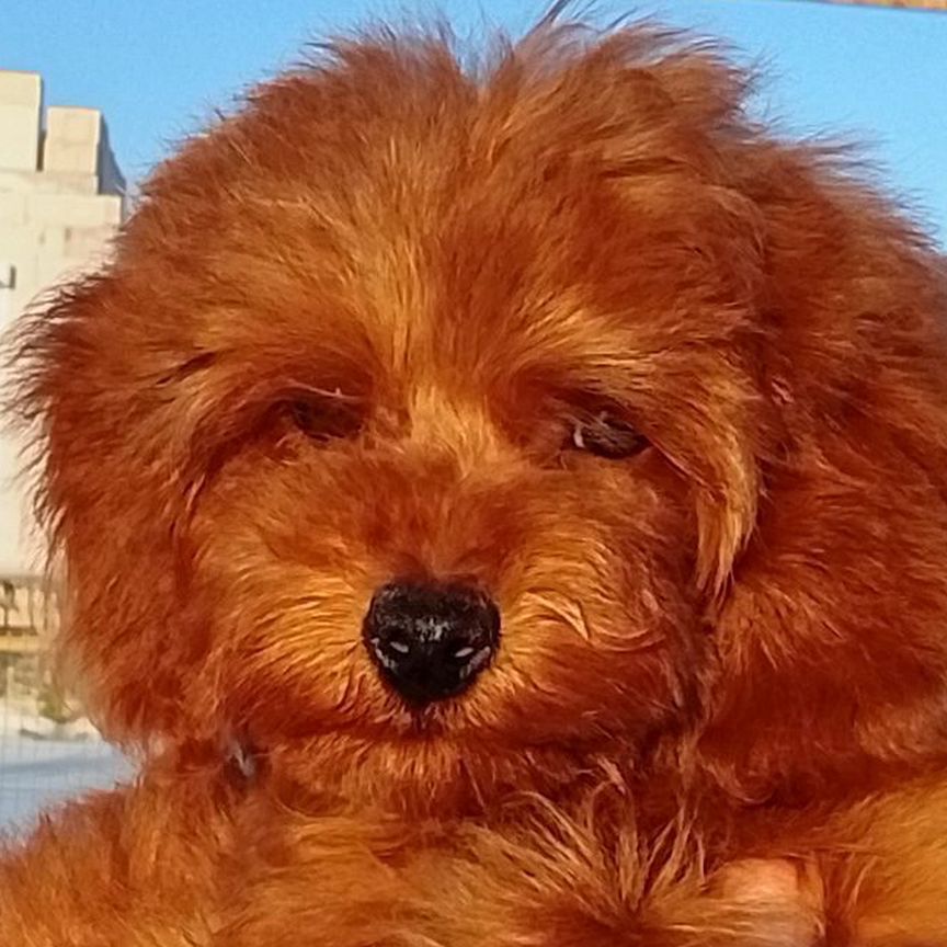 Акита-ину, щенок