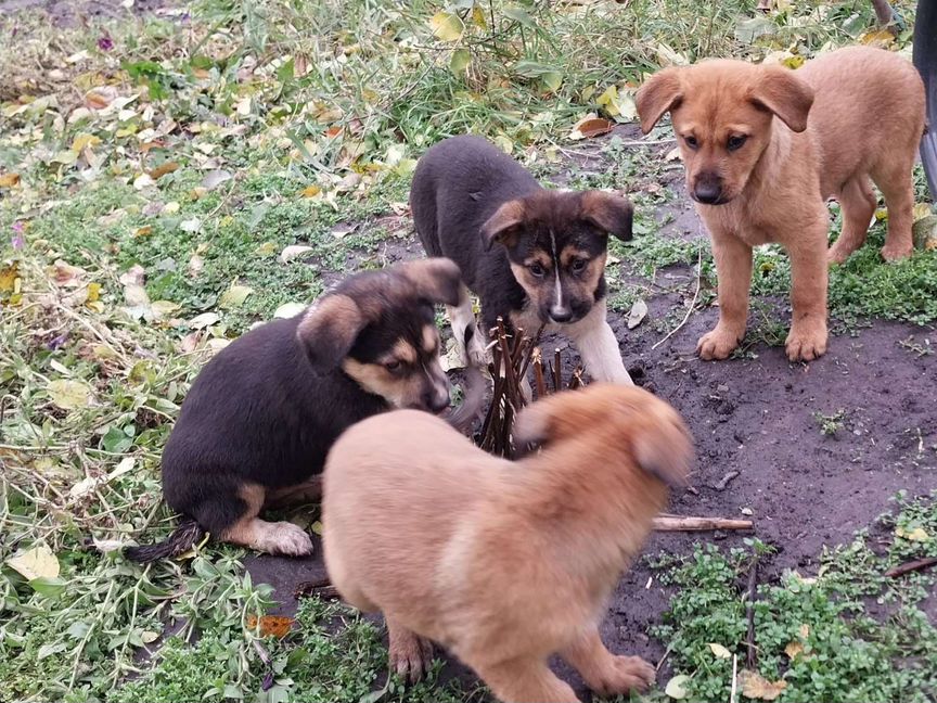 Щенки в добрые руки