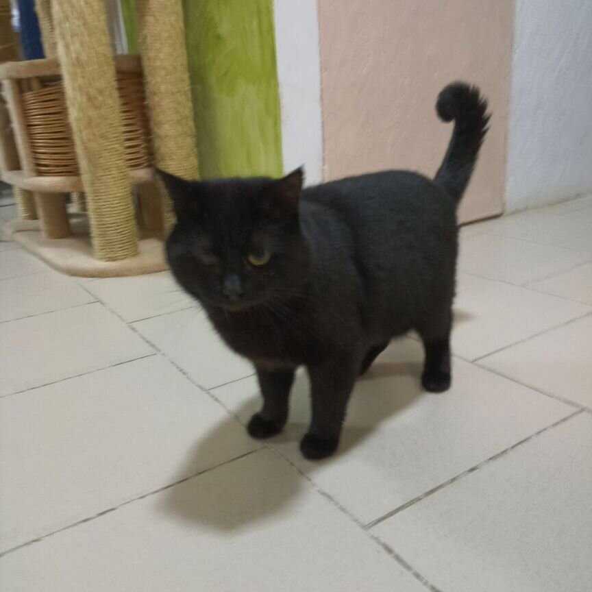 Коты в добрые руки