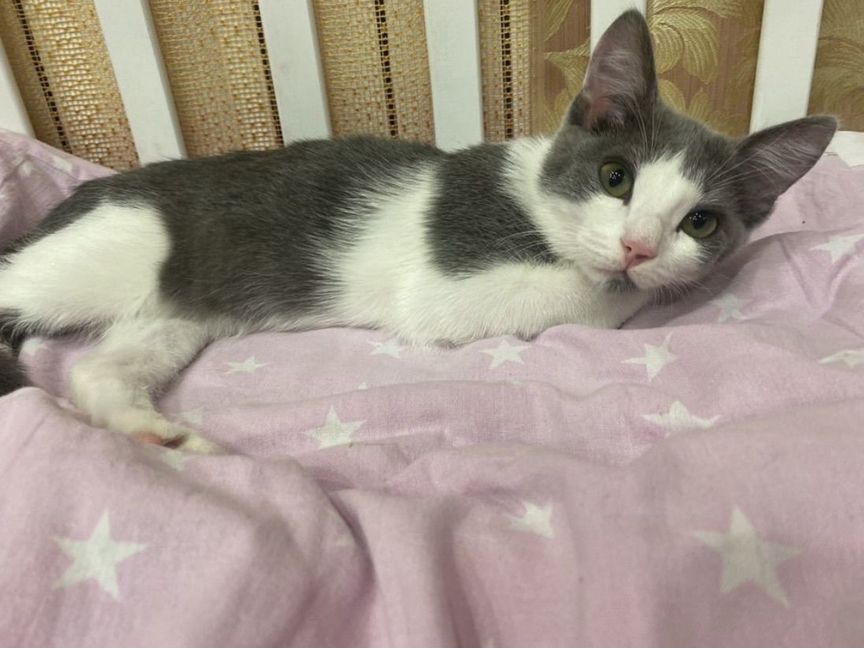 Кошка