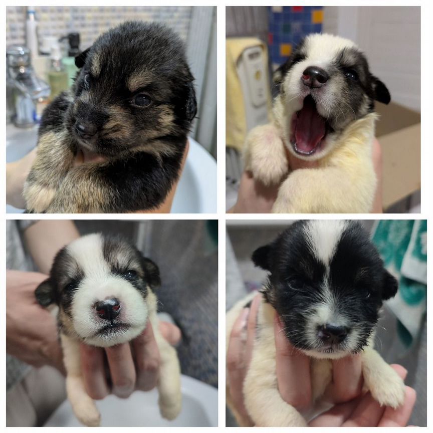 Щенки в добрые руки