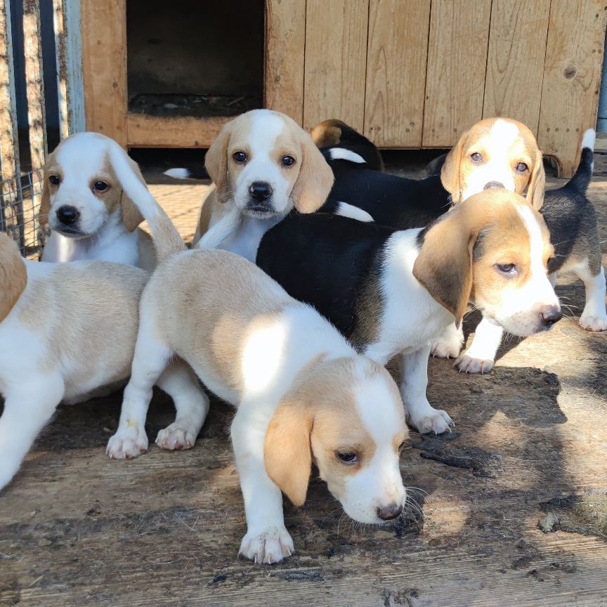 Щенки эстонской гончей