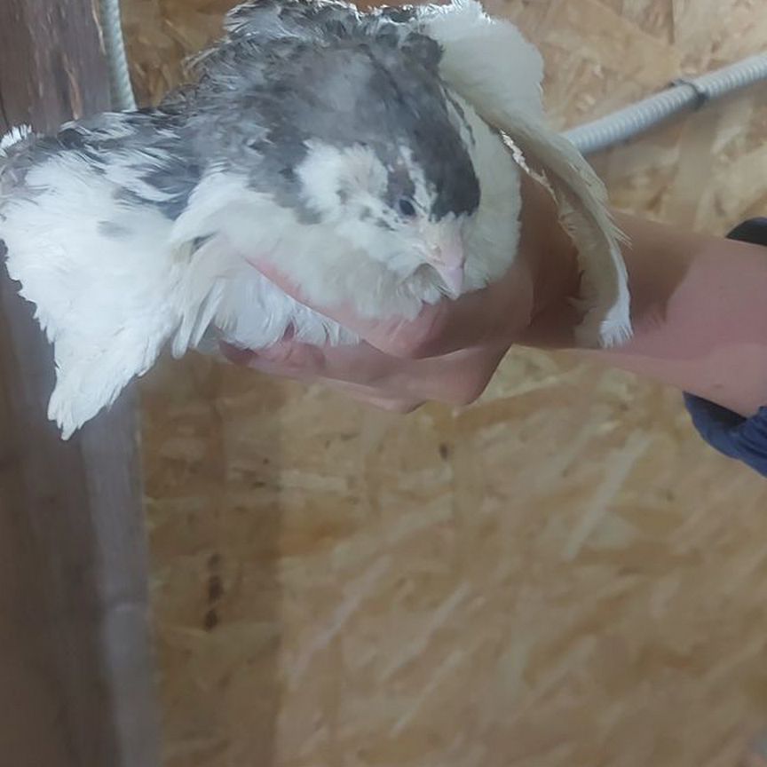 Перепела самцы