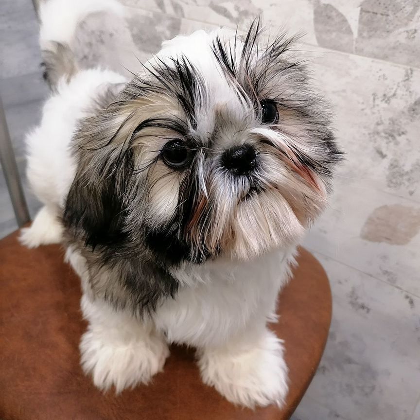 Ши-тцу, щенок