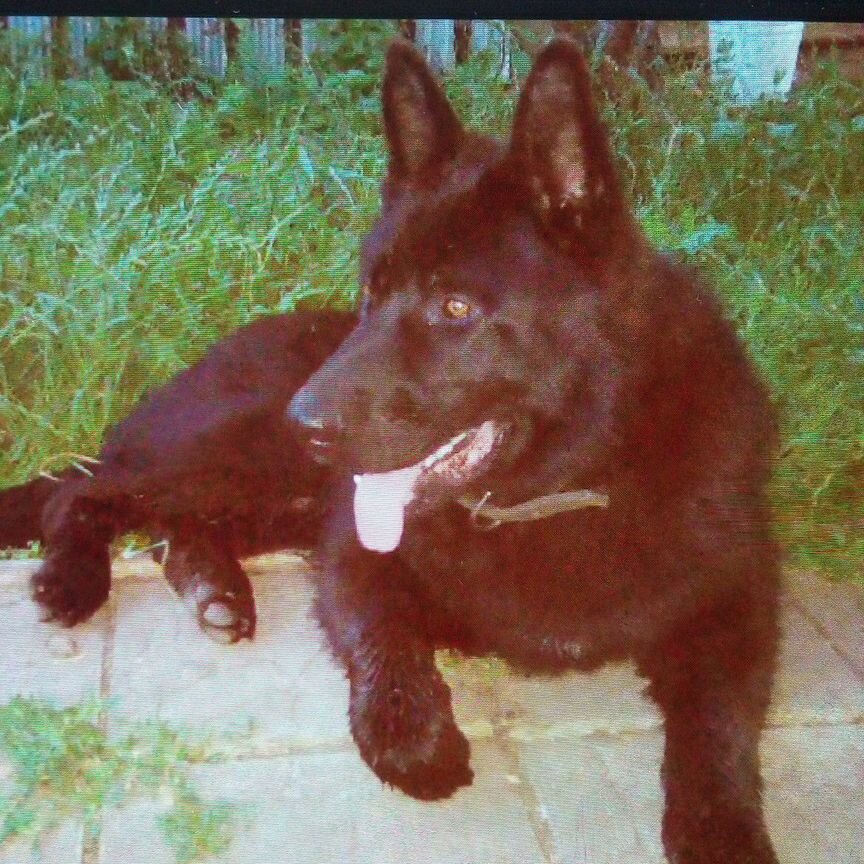 Вязка кобель немецкая овчарка