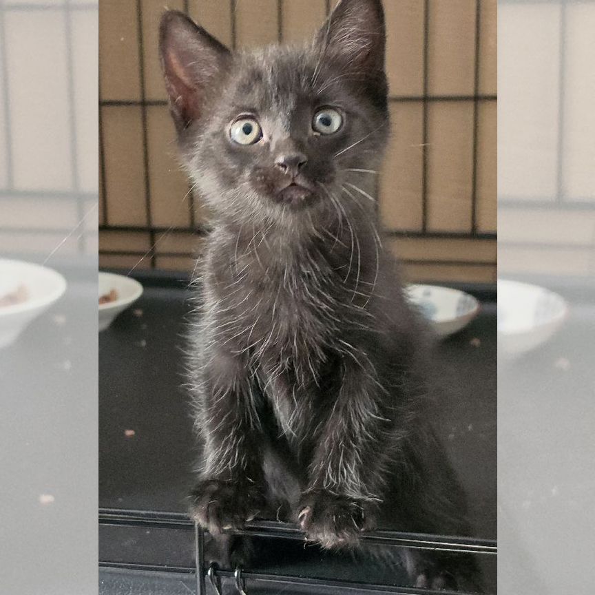 Котёнок в добрые руки