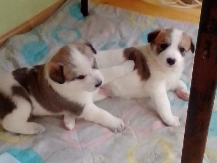 Щенки волчки