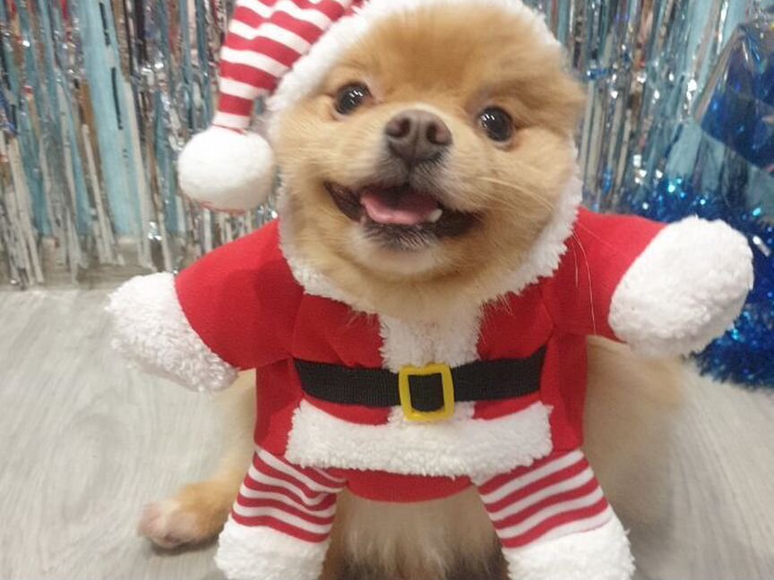 Новогодний Костюм для собак дед мороз