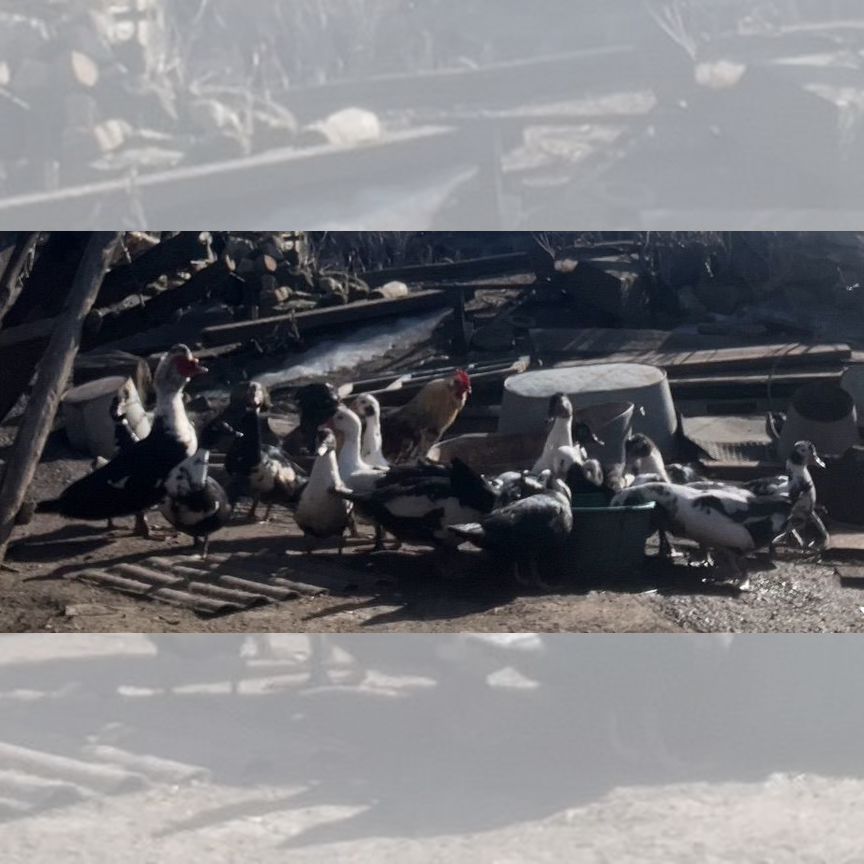 Продам индоуток