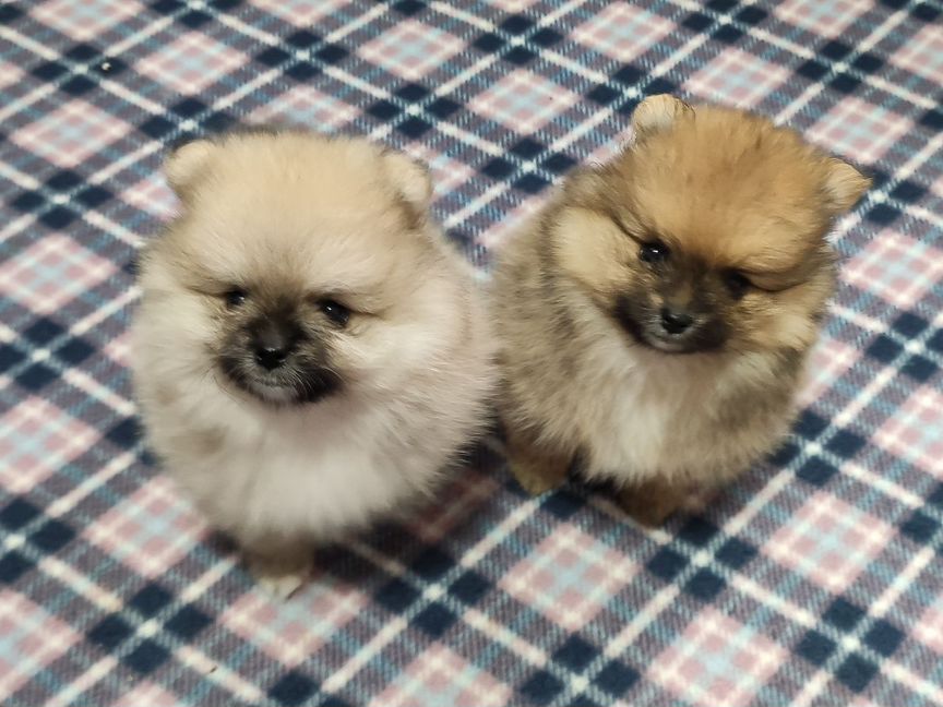 Померанский шпиц медвежьего типа