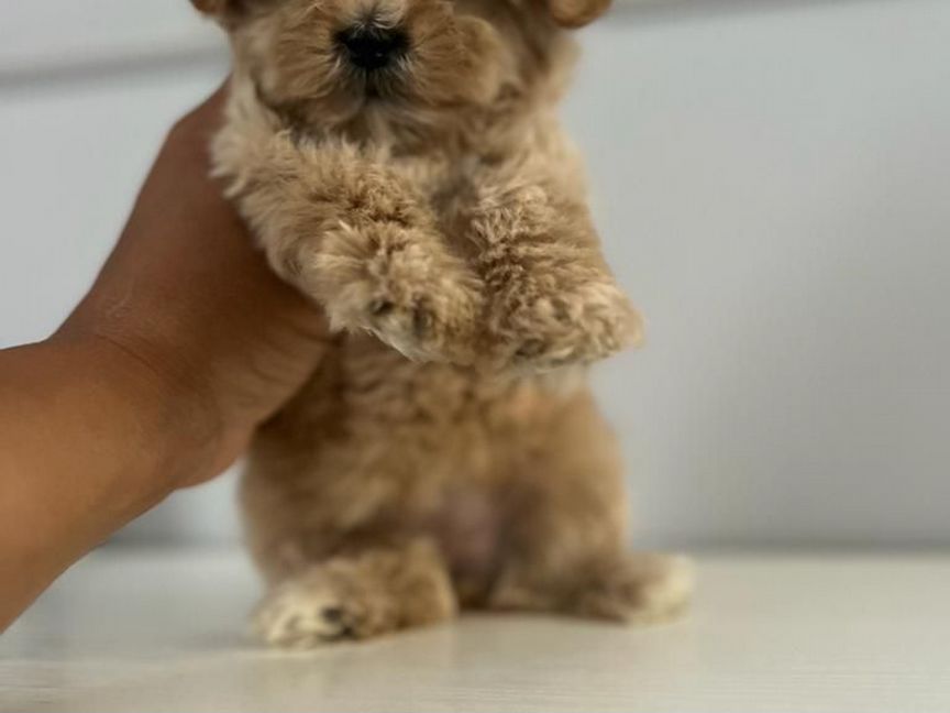 Мальтипу Ф1 мини