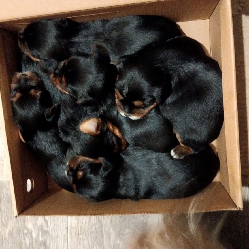 Йоркширский терьер