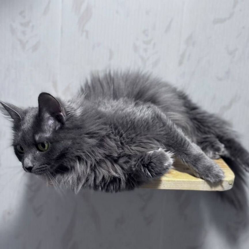 Кошка в добрые руки и