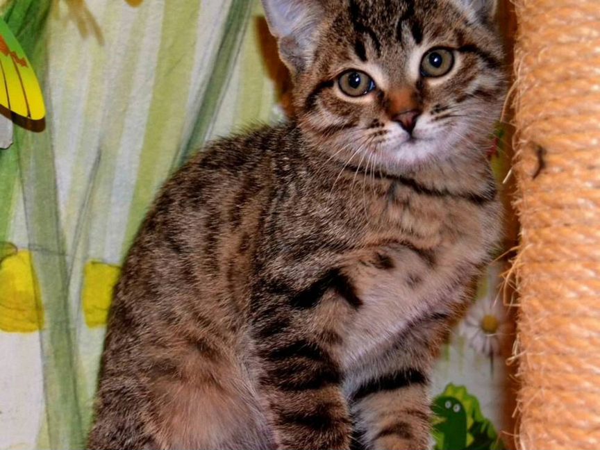 Котенок в добрые руки