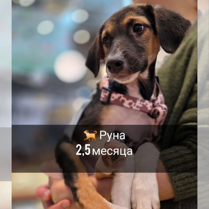 Щенок в добрые руки