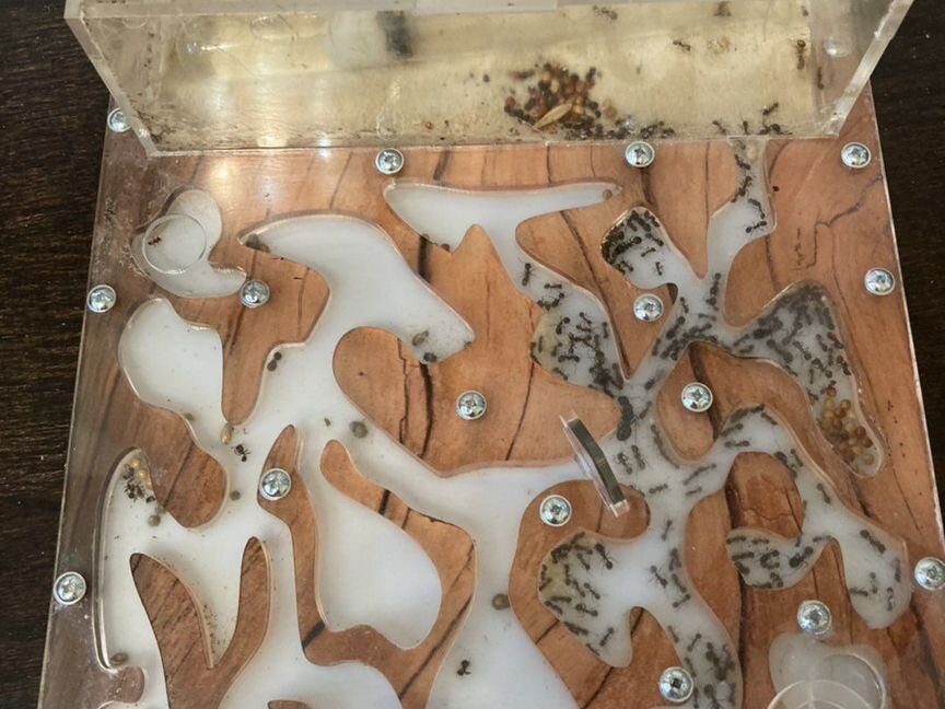 Муравьиная ферма с муравьями