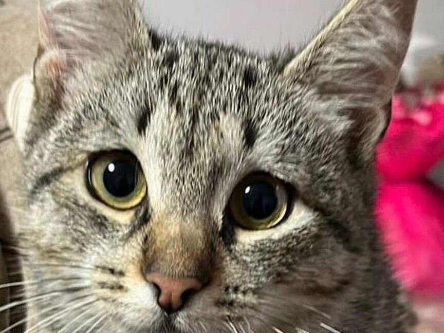 Котенок Стеша ищет семью
