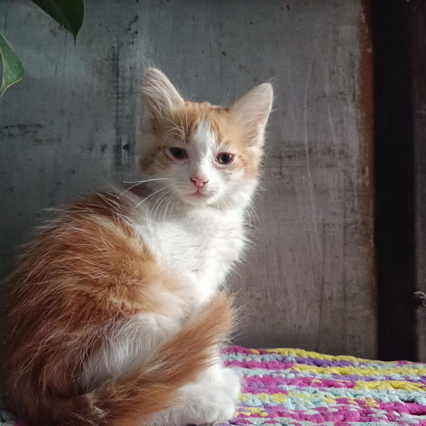 Котенок Дворняжка