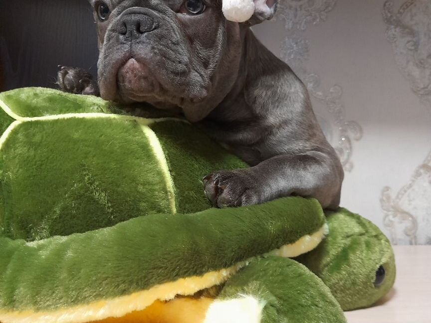 Французский бульдог щенки