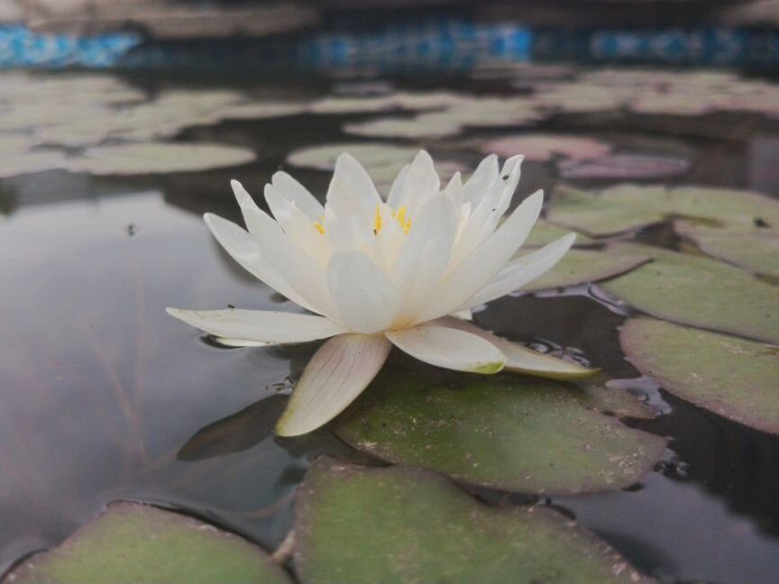 Нимфея белая