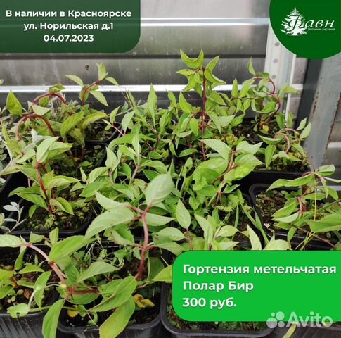 Гортензия метельчатая Полар Бир купить в Красноярске | Товары для дома ...