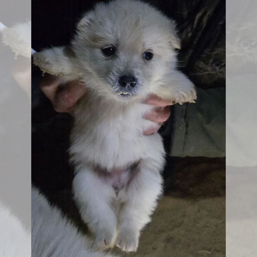 Самоедская собака, щенок
